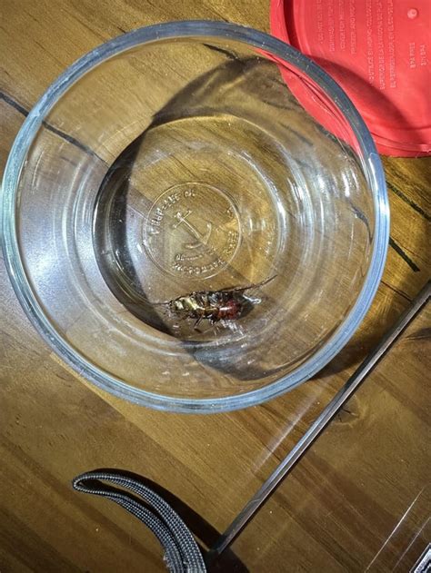 Roach Identification R Whatsthisbug