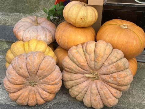 할로윈데이 트레이드마크 ‘노랑 호박은 가을보약 세계일보