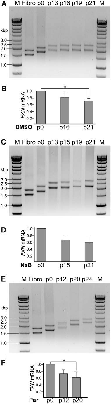 Progressive Expansion Of The Gaa Repeats In Frda Ipscs Correlates With Download Scientific