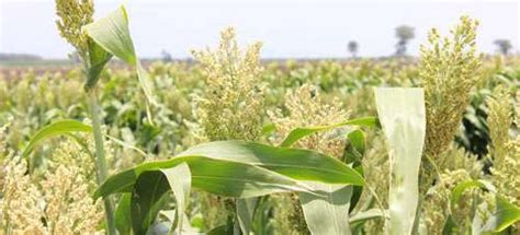 Genetic Enhancement Of Sorghum To Promote Commercial Seed Supply And Grain Market Development