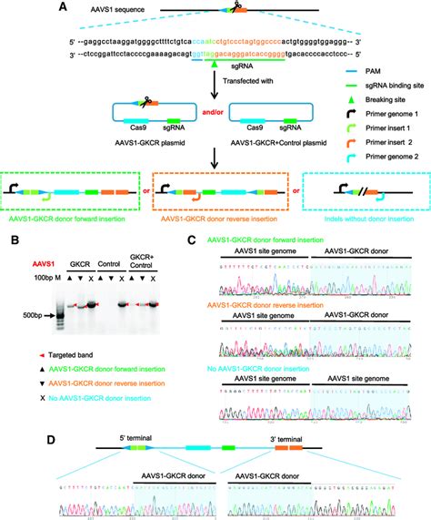 The Cas9grna Cassette Could Be Integrated Into The Aavs1 Locus By The Download Scientific