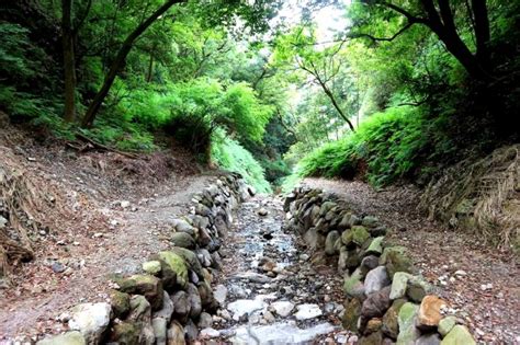 頂湖山青楓步道海芋環狀步道紫明溪步道 健行筆記