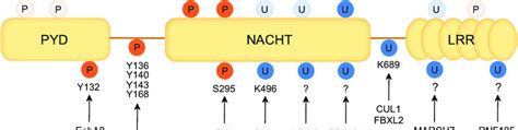 Posttranslational Modification PTM Of NLRP3 NLRP3 Activity Is