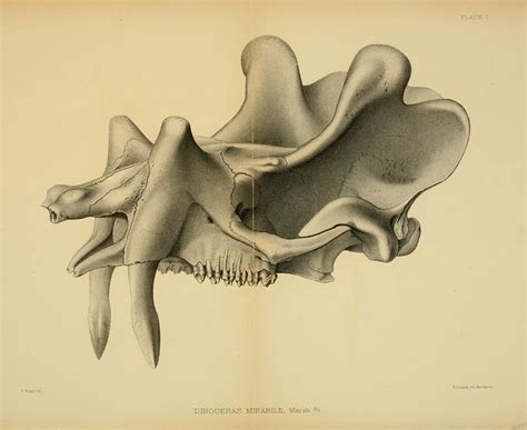 Dinocerata A Monograph Of An Extinct Order Of Gigantic Mammals Flickr