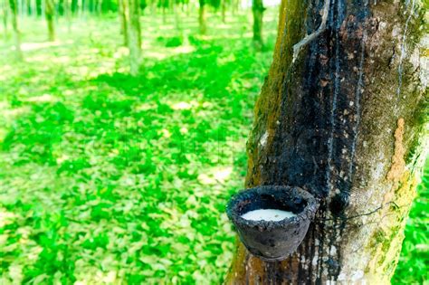 Rubber Tree Latex Plant Natural Latex Production In Thailand Hevea Plantation Stock Image