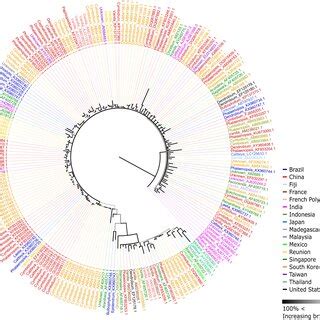 Maximum Likelihood Phylogenetic Tree Denoting Relationships Between Download Scientific Diagram