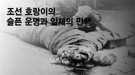 [1분 역사산책] 조선 호랑이의 슬픈 운명과 일제의 만행 Youtube