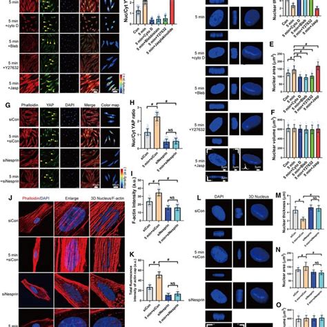 Cytoskeleton And Linc Involve In Fss Induced Yap Localization In Pdl