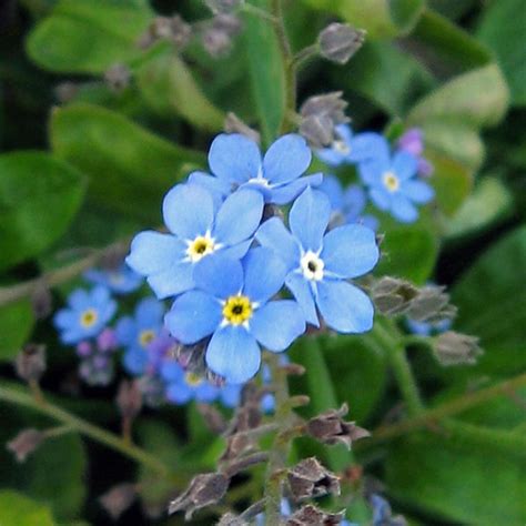 Woodland Forget Me Not Myosotis Sylvatica Seeds