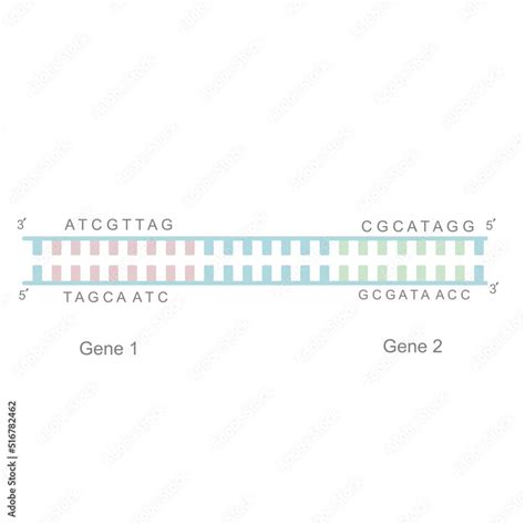 The Different Gene And DNA Sequence On The Genome To Transcribe Different Molecules Stock Vector