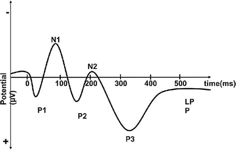 Schematic Representation Of Event Related Potentials Erp Over Time