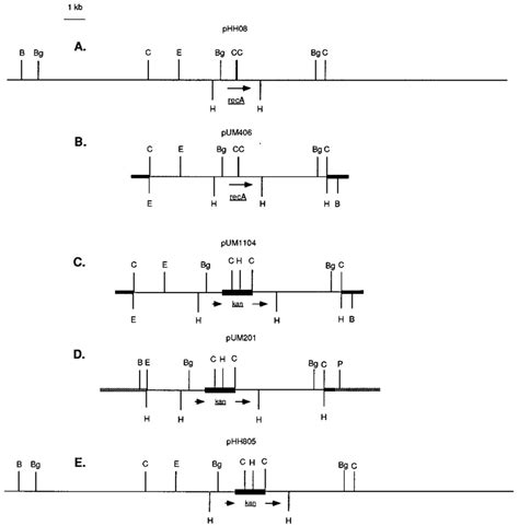 Physical Maps Of Genomic Dna Inserts Carried By Recombinant Plasmids