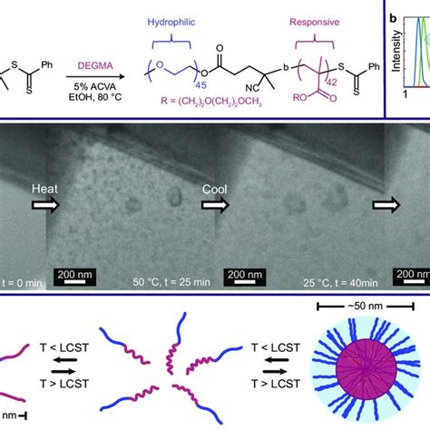 A Temperature Responsive Diblock Copolymer Imaged Via Vt Lctem A Chain Download Scientific