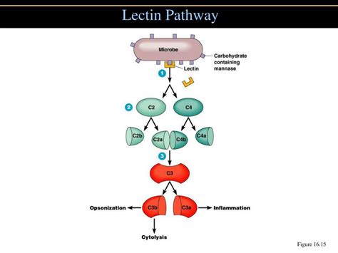 Ppt Chapter 16 Nonspecific Defenses Of The Host Powerpoint
