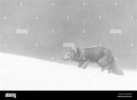 Furry Arctic Fox Climbing Up A Hill In The Snow At Hornstrandir Nature Reserve Iceland Stock