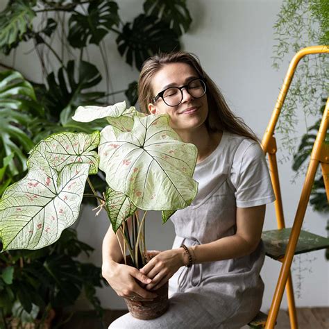Fig Tree Fertilizer Everything You Need To Know For Thriving Trees