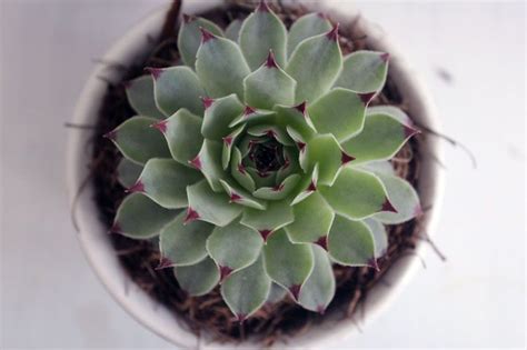 Uña De Señorita Sempervivum Calcareum