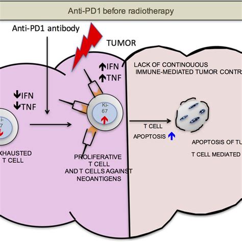 Pd 1 Before Rt Once The Anti Pd 1 Antibody Is Infused Into The Host