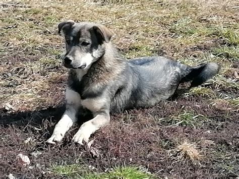 Рэкс Шикарный парнишка подросток ищет дом Обработан привит Хорошо охраняет свое временное