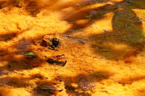 Golden Algae Examples