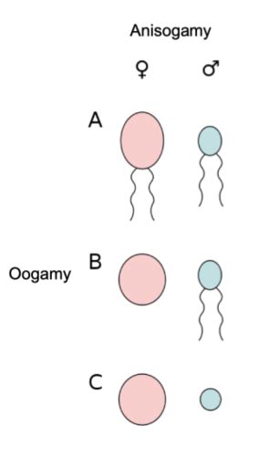 Multicellularity And Sex Flashcards Quizlet