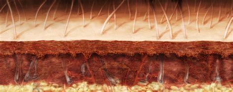 Scalp Photograph By Anatomical Travelogue Pixels