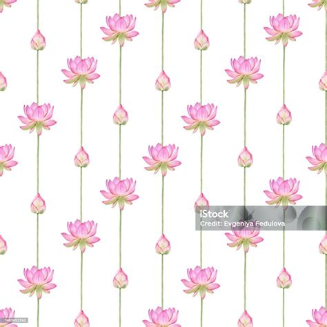 핑크 연꽃과 나뭇잎 흰색 배경에 수채화 원활한 패턴입니다 중국 수련 직물 포장지 스크랩북 벽지 및 기타 품목용 개화기에 대한 스톡 벡터 아트 및 기타 이미지 Istock