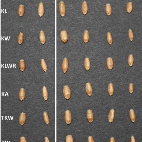 PDF Dissection Of Genetic Factors Underlying Wheat Kernel Shape And Size In An Elite