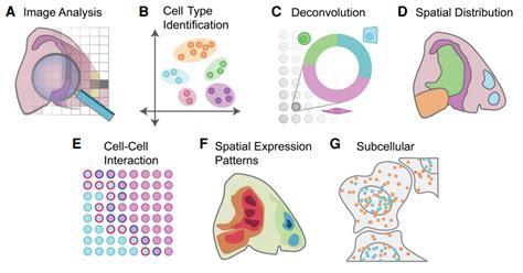 前沿perspective 空间转录组数据分析方法最新进展空间转录组可以解释什么问题 Csdn博客