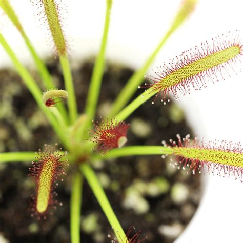 Drosera Capensis Typical Cape Sundew Curious Plant