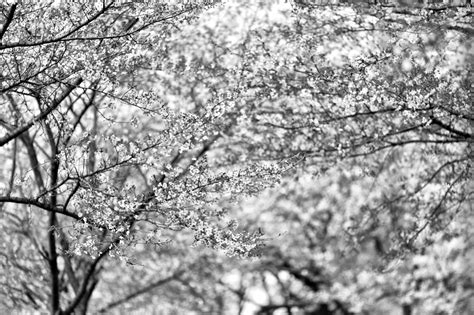 무료 이미지 나무 분기 겨울 검정색과 흰색 햇빛 잎 서리 봄 정경 단색화 시즌 벚꽃 엘 Ef Usm F2 135mm 흑백 사진 우디 식물
