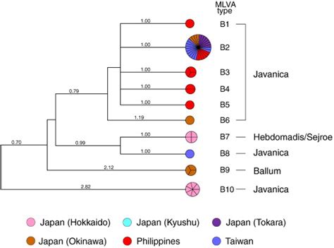 dendrogram based on mlva using four loci showing relationships between download scientific