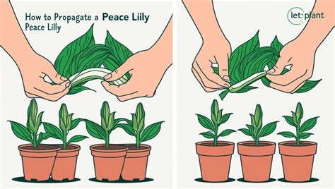 Ultimate Peace Lily Care Guide Keeping Your Peace Lily Thriving