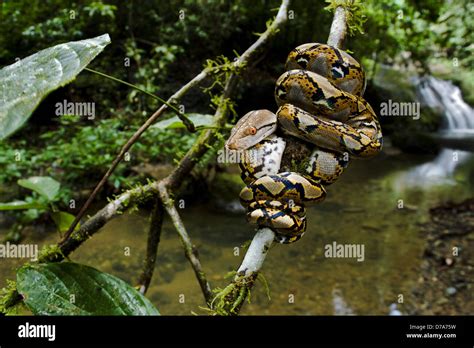 Close Up Juvenile Reticulated Python Python Reticulatus Resting On Sapling Kinabatangan River