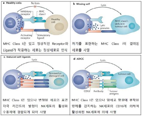 이미지 Nk세포의 매커니즘 Ⅱ