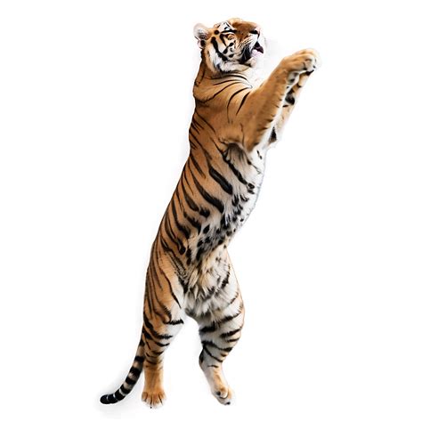 Download Tiger Jumping Png 05032024