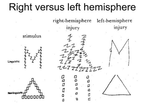 Comd 330 Quiz 1 Flashcards Quizlet