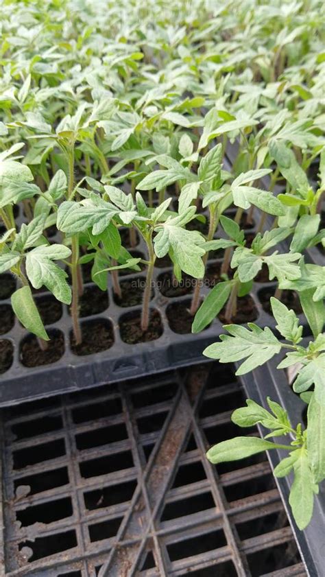 Разсад домати краставици Растения Разсад Семена Памукчии Разсад безколови домати