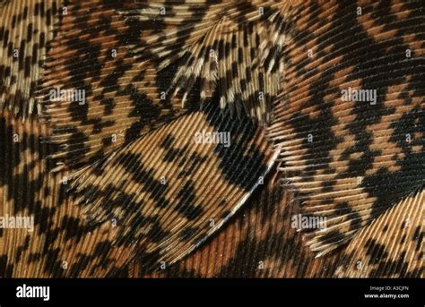 Giant Eared Nightjar Lyncornis Macrotis Detail Of The Wings Stock