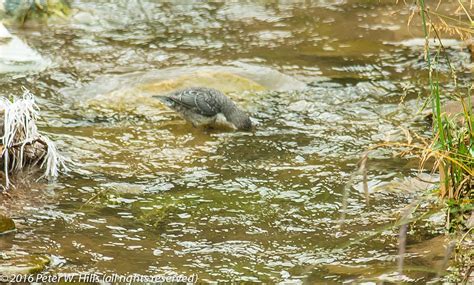 Dipper Archives World Bird Photos