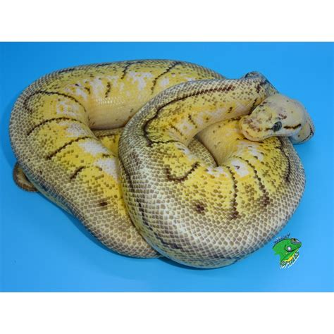 Fire Spinnerblast Ball Python Hatchling Strictly Reptiles Inc