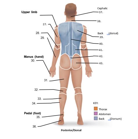 Posterior Diagram Diagram Quizlet