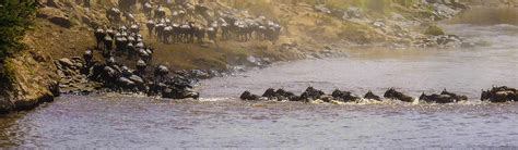 Migration Invertebrate Migration Better Planet Education