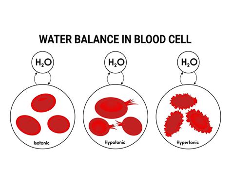 Premium Vector Water Balance In Blood Cell Isotonic Hypotonic