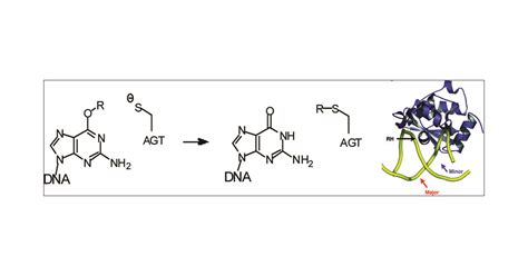 Multifaceted Roles Of Alkyltransferase And Related Proteins In Dna