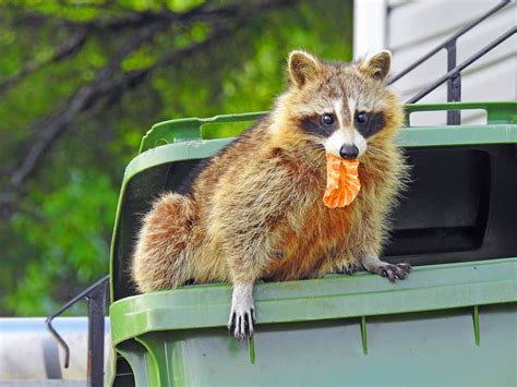 Raccoon Behavior Understanding The Habits Of Raccoons