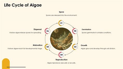 Life Cycle Of Algae Protozoa Ppt Graphics Acp Ppt Slide