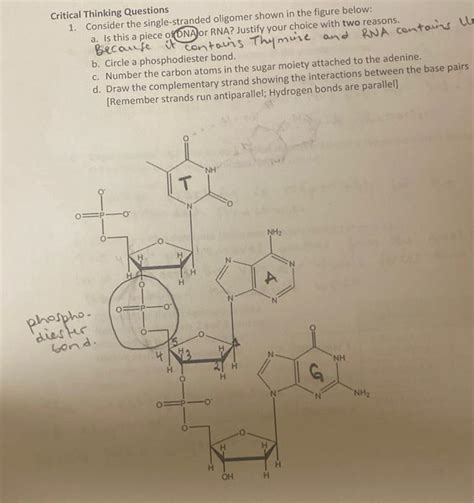 Solved Critical Thinking Questions 1 Consider The