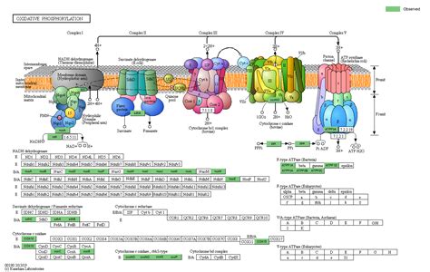 Kegg Pathway Oxidative Phosphorylation Reference Pathway