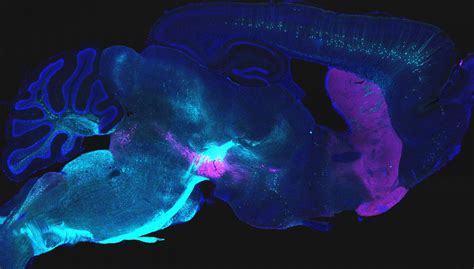 Optogenetics Chemogenetics And Biosensors For Neural Circuit Research Cajal